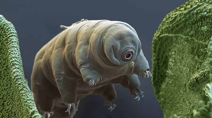 Tardigrade سائنسدان چوندا آھن tardigrades کي مثالي مخلوق: سوين ملين سالن جي ارتقا لاءِ ، ھي خوردبيني مخلوق بلڪل به نه بدلي آھي - اھي ا stillا تائين ڪنھن به د stressاءَ کي برداشت ڪري سگھن ٿا ، سخت گرمي کان وiationي تاب تائين. خلا؟ خلا ۾ ، tardigrades وڏو محسوس ڪن ٿا.