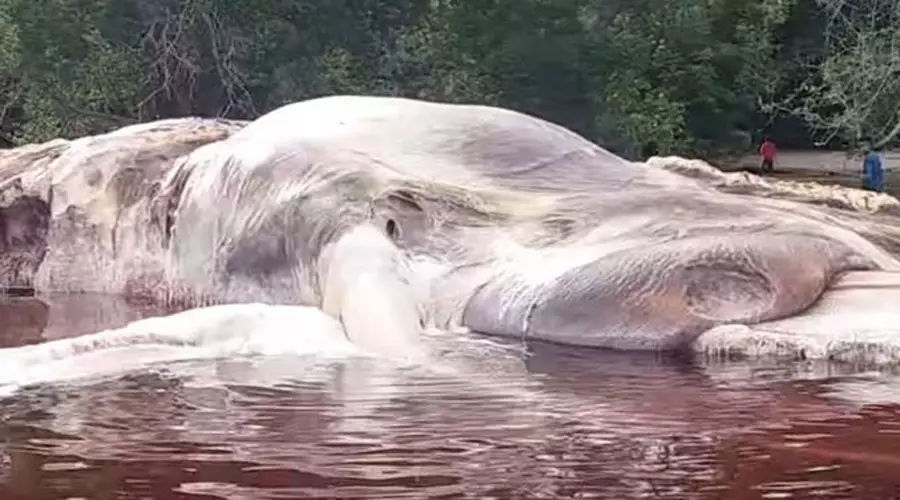 Misteri di Indonesia Bangkai hewan laut berukuran besar tersapu ombak di pesisir sebuah pulau di Indonesia. Para spesialis yang tiba di tempat kejadian tidak dapat memahami siapa yang ada di depan mereka. Kemungkinan besar, ini adalah sisa-sisa cumi-cumi raksasa legendaris, yang dijelaskan oleh para pelaut abad pertengahan.