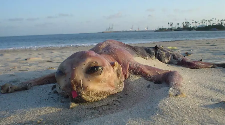 Monster från Monte Island Det första skelettet av en ovanlig varelse fördes till stranden på Monte Island i november 1953. Sedan blev det skrattat åt lokalbefolkningen, för ingen tänkte ta bilder. Men hösten 2016 tvättades en liknande rest av en konstig varelse i land, som nu studeras av marinbiologer.