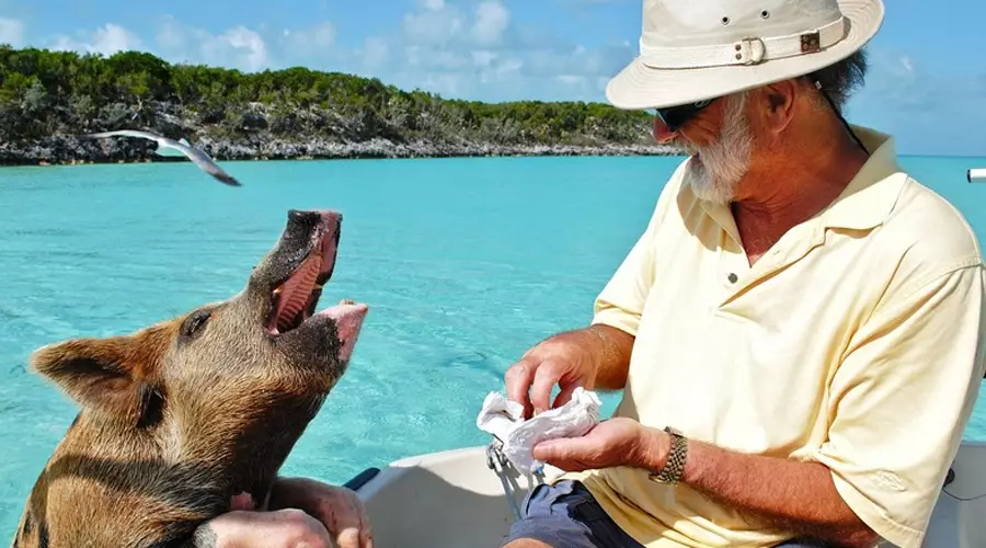 Èd kochon Nan vwayaj ki long, maren yo te konn pran kochon vivan souvan tankou pwovizyon vyann. Pou kèk rezon, bèt sa yo pa t 'soufri soti nan seasickness nan tout, ki te premye remake pa Ostralyen byolojis Reinhard Jarosch la.