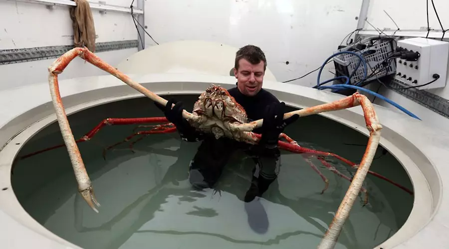 Japonų krabų voras Tai vienas didžiausių nariuotakojų atstovų. Atrodo blogiausias jūsų košmaras: 45 centimetrų ilgio kūnas ir trijų metrų nagai. Krabų voras gyvena šimtą metų!