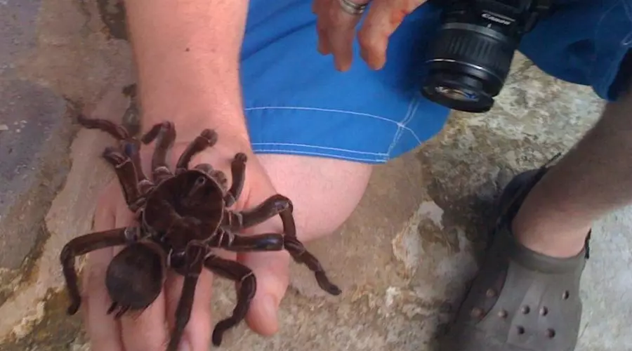 Nonyana e jang linonyana Goriath Toro e tšabehang ea li-arachnophobes tsohle lefatšeng. Ho fiela ha marapo a terafose blond ho fihla ho 25 cm. Tšabo ena e maoto a robeli e fepa mekholutsoane, linonyana le linoha tse nyane. Hoja a hola hanyane, motho le eena a ka be a bile phofu ea hae!