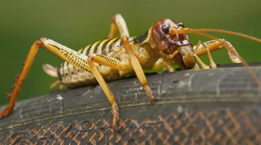 Likokoanyana tse sa baleheng tsa Ueta Giant li hlahile naheng ea New Zealand: ho ne ho se na liphoofolo tse anyesang le likokoanyana tse nkang sebaka sa tsona. Ehlile, litsie tsa ueta ha li kotsi ho hang, li shebahala li le bohlasoa feela.