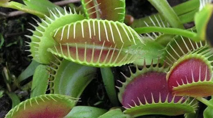 Fluefanger Dionea Du kender sikkert denne blomst under et andet navn - Venus flytrap, men det korrekte navn er Dionaea muscipula, Flycatcher Dionea. Planten jagter på en meget usædvanlig måde: den lokker insektet ind i åbne kæber, som derefter smækker. I det resulterende fængsel begynder fordøjelsen.