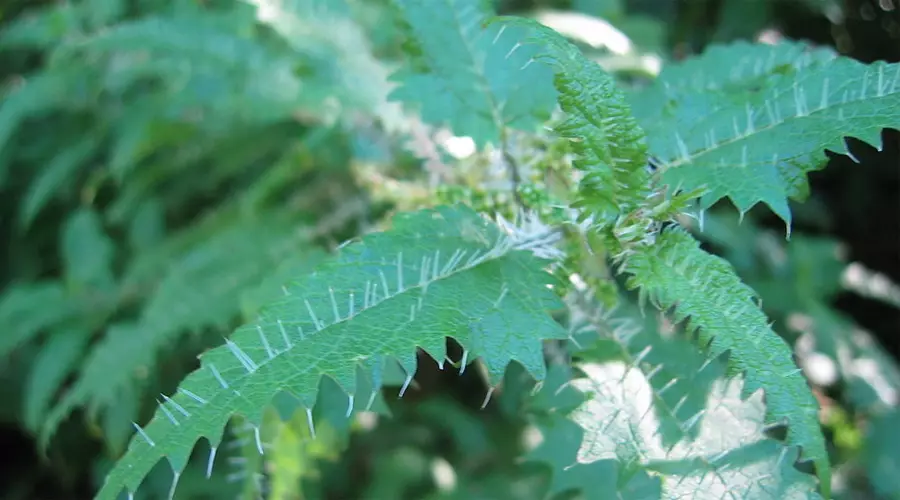 Ongaonga En hjir is de gefaarlikste plant op ús list. Ongaonga of Urtica ferox, "ferocious brandnetel", endemysk foar Nij -Seelân. Dizze knappe man wurdt oant 5 meter heech en jacht mei help fan syn grutte baarnende stekels, dy't in hege konsintraasje fan histamine en mierenoer befetsje. In datum mei in brandnetelbeam kin in persoan syn libben kostje - sokke gefallen binne al bard.