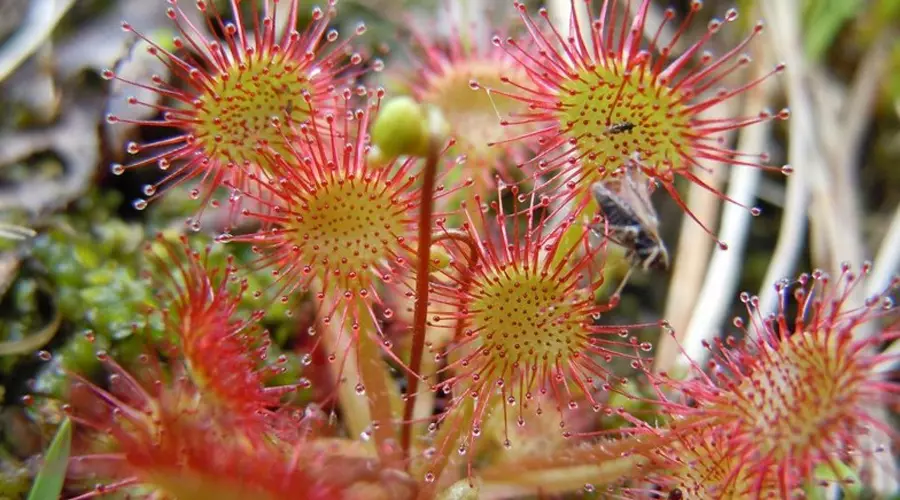 Sundew de folhas redondas Gotas de um líquido pegajoso que atraem insetos aparecem nos cabelos que cobrem a flor. A vítima não pode mais escapar da armadilha: a poeira do sol lentamente envolve a presa com uma nova camada de enzima digestiva e a digere viva.