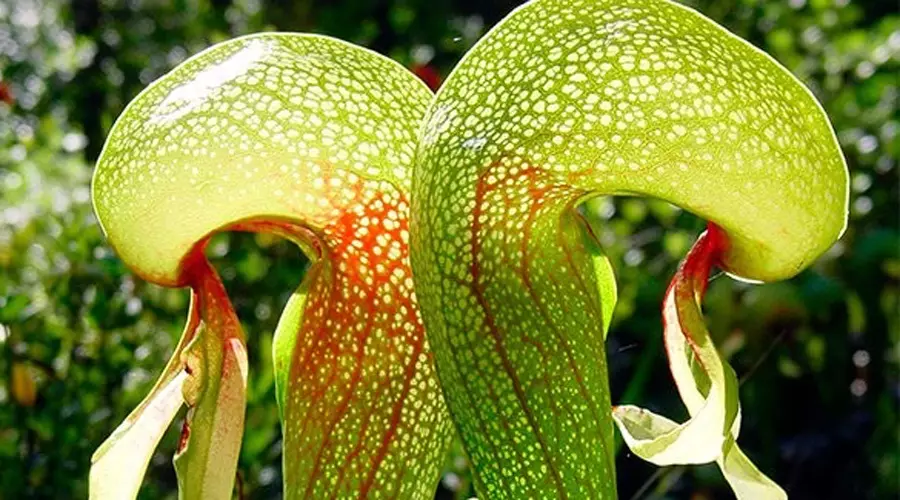 Darlingtonia californiano Uma planta bastante rara encontrada apenas no norte da Califórnia. A estrutura transparente do caule não é necessária para a beleza da flor. Tendo pousado com o botão, o inseto vê apenas pequenos pontos de luz na frente dele, e dezenas de milhares de fios de cabelo finos crescendo para dentro, permitem que a vítima se mova em apenas uma direção - para a frente, onde os órgãos digestivos estão localizados.