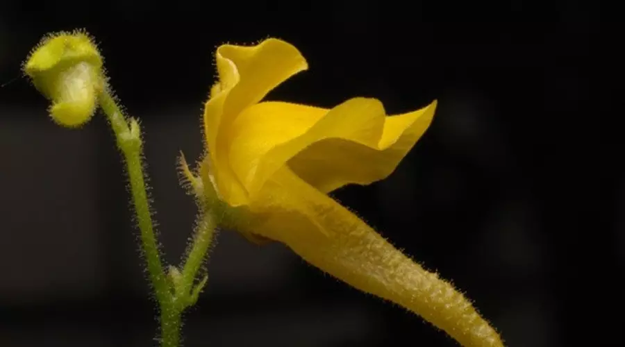 Genlisei Genlisei fiert op 'e ienfâldichste mikroben, dy't it sûget yn spesjale ûndergrûnske buizen-woartels. Se wurde troch de wetterstream nei de spiisfertarjende organen brocht.