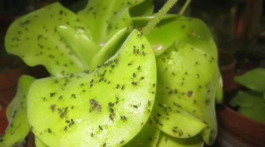 Zhiryanka Você pode calcular esta planta pela cor verde brilhante das folhas. Neles estão as células que produzem uma enzima digestiva e um componente pegajoso. Depois que um inseto pousa em uma folha, ele nunca mais decola.