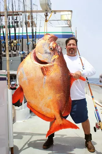 Und hier ist der Goldfisch. Es ist besser, sich etwas zu wünschen, Flayer