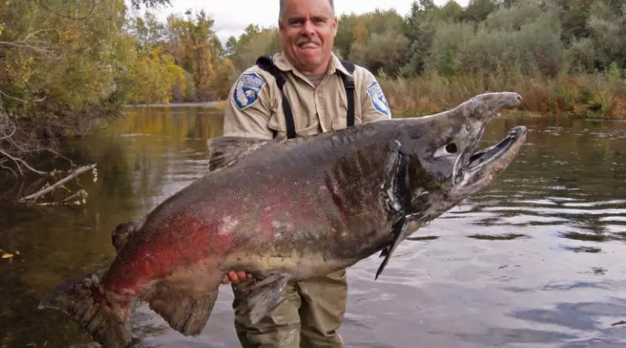 Fang des Jahres - Ernie Shorttsdale hat letztes Jahr den Hauptpreis für diesen Fisch gewonnen.