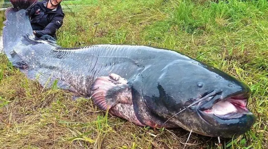 Måske fangede de ham ikke. Måske gik han selv i land - for at udvikle sig