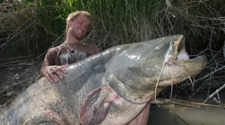 Und hier sieht es so aus, als ob ein Fisch absichtlich auf einen Fischer gesprungen ist. So geht die Jagd