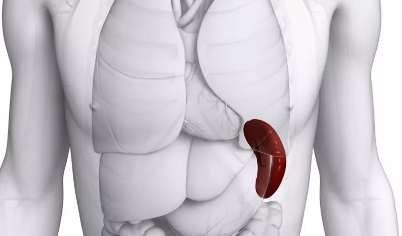 Più, peggio Una milza ingrossata segnala la presenza di alcuni problemi nel corpo. Questo può identificare, ad esempio, la mononucleosi o il linfoma. Inoltre, una milza ingrossata viene facilmente danneggiata durante qualsiasi attività intensa, portando a pericolose emorragie interne.