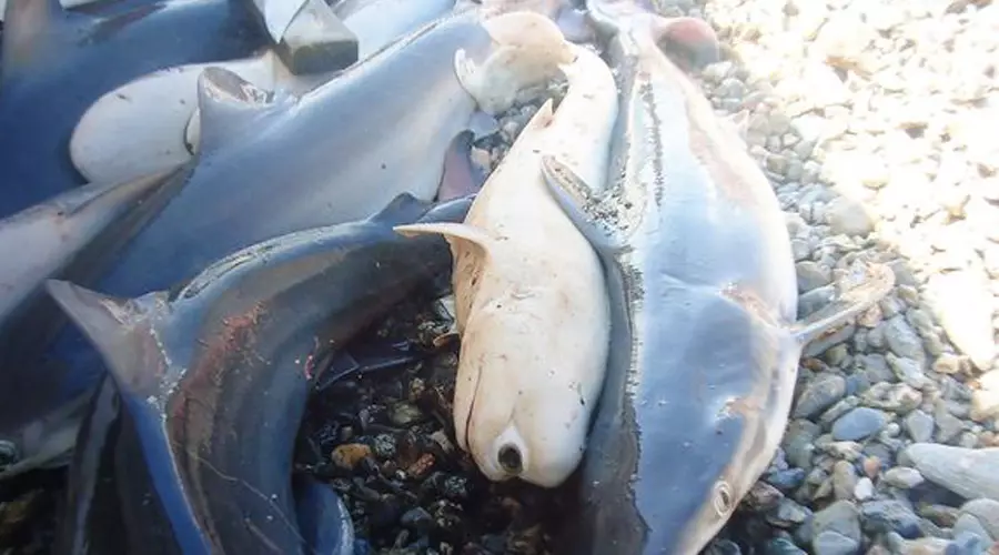 Tiburón dun só ollo No 2011, un pescador do golfo de California recuperou das súas redes un tiburón azul embarazada. Ao abrilo, atopou ata nove embrións, un dos cales resultou ser un ciclope. A estraña criatura foi enviada ao Centro Interdisciplinar de Ciencias do Mar en La Paz, onde se exhibe hoxe.