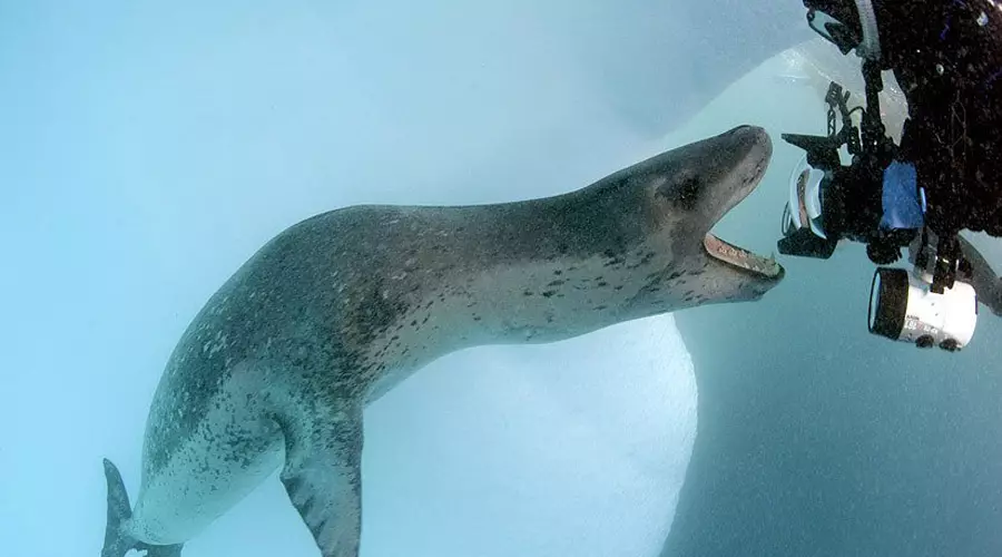 Leopard Seal Dili mahimo nga makit-an nimo ang usa ka leopardo nga selyo, kini nga mga binuhat nagpuyo ra sa Antarctica. Bisan pa, ang pagpangita alang sa usa ka pagpakig-date sa kanila dili kini katumbas: ang mga leopardo seal dili gyud masabut sa pagpangayam. Sa tinuud nga pagkasulti, ilang lamyon ang tanan nga maabut nila - ang mga tigdukiduki kanunay nga giataki.