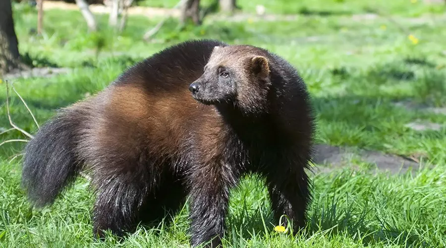 Wolverine Stel je een dier voor ter grootte van een kleine hond, wiens gezicht lijkt op dat van een kat, het lichaam is van een onhandige vos en de staart komt van niemand weet waar. Het grappige dier onderscheidt zich door exorbitante woede - zelfs beren vermijden veelvraat.