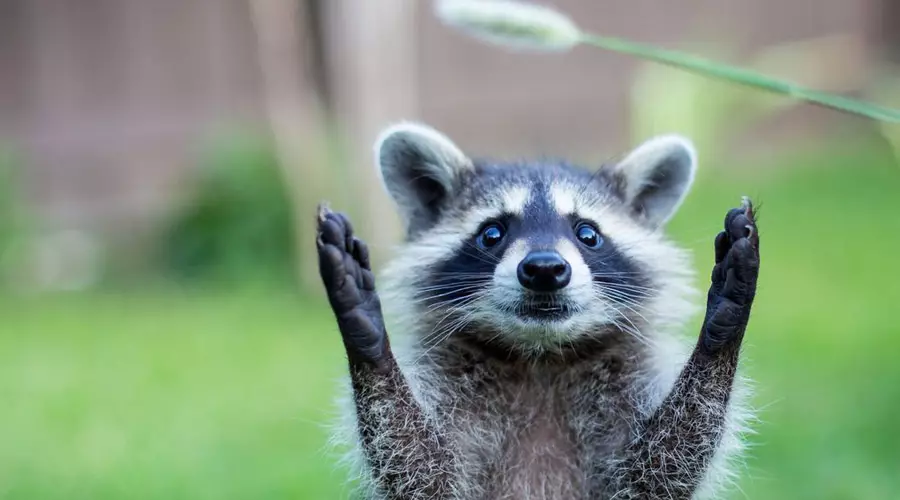 Ang Raccoon nga pagtagbo sa niining matahum nga hayop mahimo’g makamatay sa imong kinabuhi. Ang tinuud mao ang mga rakcoon nga kanunay nga nagdala sa rabies - wala ka’y panahon nga maghatag usa ka indeyksiyon sa oras ug mawala ka.