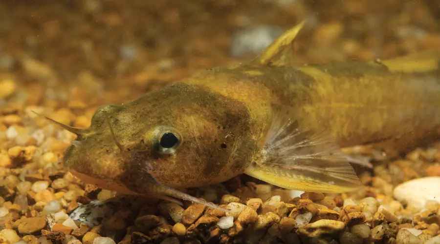 Meervallen Steenmeervallen en noturus verdedigen zich tegen roofdieren met scherpe stekels, dit zijn gemodificeerde rugvinnen. Het gif van deze naalden is erg gevaarlijk. Er zijn gevallen waarin mensen ledematen verloren door gangreen dat zich ontwikkelde na een injectie.