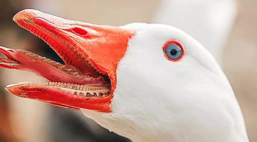 Wilde Ganzen Als kind was je niet voor niets bang voor ganzen. Gedomesticeerde vogels zijn natuurlijk niet zo gevaarlijk, maar wilde vertegenwoordigers van de soort, zoals de Canadese ganzen, behandelen hun territorium buitengewoon angstig en zijn klaar om het tot de laatste staartveer te verdedigen. Wat kan een gans? Nou, een boze gans is heel goed in staat om je nek te breken - in 2009 betaalde Robert Albo met zijn leven omdat hij een selfie wilde maken met een paar vogels.