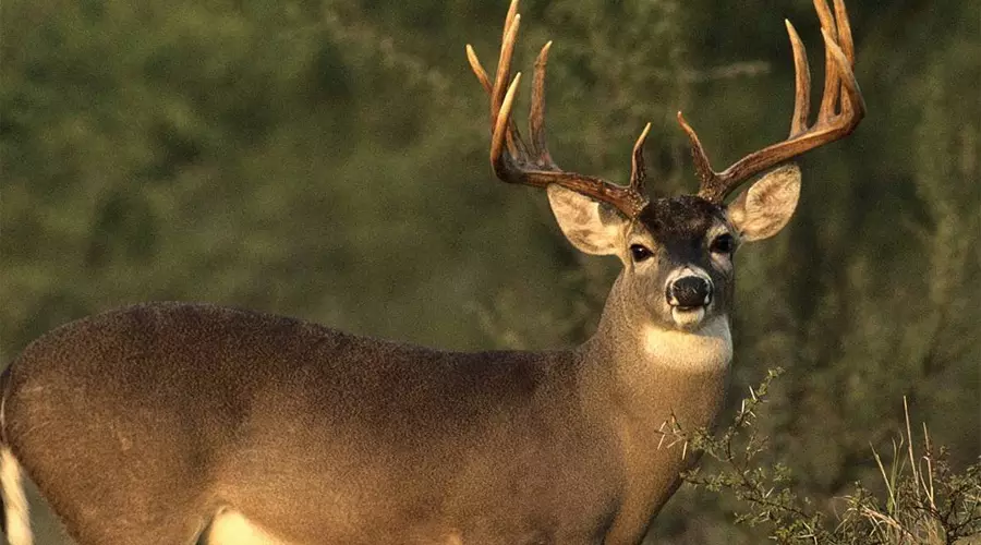 Wilde herten Elk jaar werpen de herten in de bossen hun gewei af om nieuwe te laten groeien. De groeiende hoorns blijven enige tijd vreselijk scherp, wat ongelukkige of gewoon onbekwame jagers op hun eigen huid ervaren.