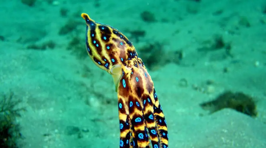 Ang octopus nga adunay singsing nga asul Ang blue-ringed octopus makit-an sa kadagatan sa baybayon sa Kadagatang Pasipiko. Ang mga lumulopyo sa Australia pamilyar kaniya mismo ug nahibal-an na kung unsaon pag-bypass ang hayag nga mamumuno sa kilid. Ang tinuud nga kini nga kugita gikonsiderar nga usa sa labing makahilo nga mga binuhat sa tibuuk kalibutan, ang pangontra sagad wala diha sa kinaiyahan.