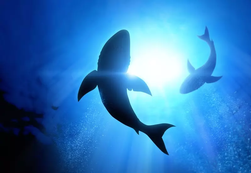 9 situací, kdy jsou žraloci prospěšní pouze lidem