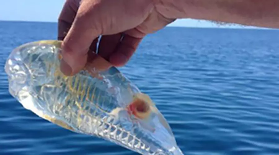 Salpa Maggiore En vidunderlig fisk, mere som en rumvæsen fra dybt rum, har forskere længe betragtet som bare en bluff. Men i 2014 faldt dette sjældne væsen for agnen - du kan kun finde gennemsigtig fisk ud for New Zealands kyst.