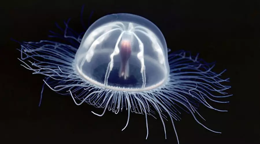 Immortal Jellyfish Jedyne biologicznie nieśmiertelne stworzenie na planecie. Turritopsis dohrni żyją w wodach Morza Japońskiego i mogą powrócić do stadium polipa po okresie dojrzewania. Zacznij od nowa, że ​​tak powiem.