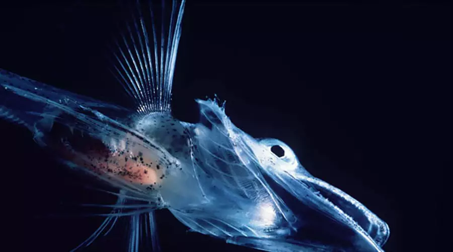 Icefish Endemics of Antarctic waters hafa algjörlega litlaust blóð, sem hefur meðal annars undarlegar aðgerðir sem líkjast frostfrystingu.