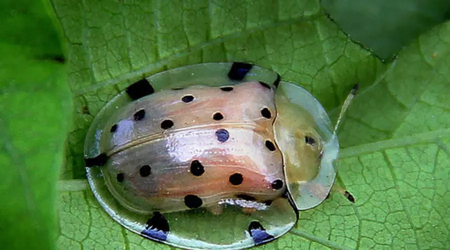 Turtle beetle ھن غير معمولي etل جو شيل تقريبا almost پوشيده آھي. اھڙيءَ طرح ، حشر شڪار ڪندڙ کي ivesي ٿو - خاص نشان جيڪي etل جي زهريلي جزن جي خاصيت آھن شيل جي ذريعي چمڪندا آھن.