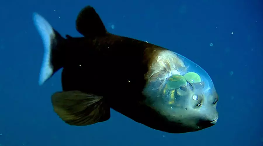 Smallmouth Macropyne Det absurde udseende af Macropyne rejser spørgsmål for Skaberen. Kuplen på fiskens hoved er gennemsigtig, så den kan se det omkringliggende rum.