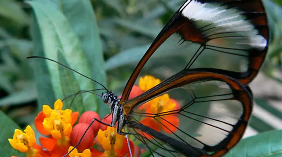 I-Greta oto I-Greta oto butterflies zahlulwe ngamaphiko aphantse abonakale. Eyona ndawo iphambili ekuyo yindawo ekuMbindi nase Mzantsi Melika, kodwa inokufumaneka ngakumbi ukuya eTexas.