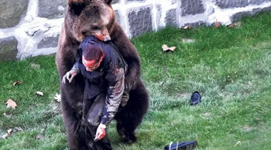 Užas zoološkog vrta Naravno, zoološki vrtovi su zamišljeni kao potpuno sigurna mjesta. Ljudi dolaze ovamo vidjeti egzotične životinje, zar ne? Kakav rizik! Međutim, stvarnost sve stavlja na svoje mjesto. Čak ni kavezi na otvorenom, čak ni duboki jarci, ne mogu zaštititi osobu. Štaviše, ako nije baš pametan. Momak sa slike je odlučio da se uvuče u medvjeđi kavez radi opklade - na sreću, spašen je.