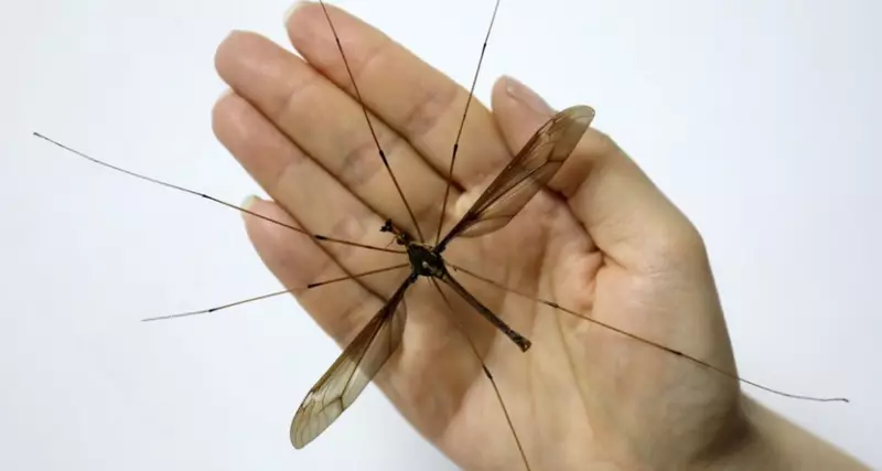 Un mosquito do tamaño dunha palma atopado en China