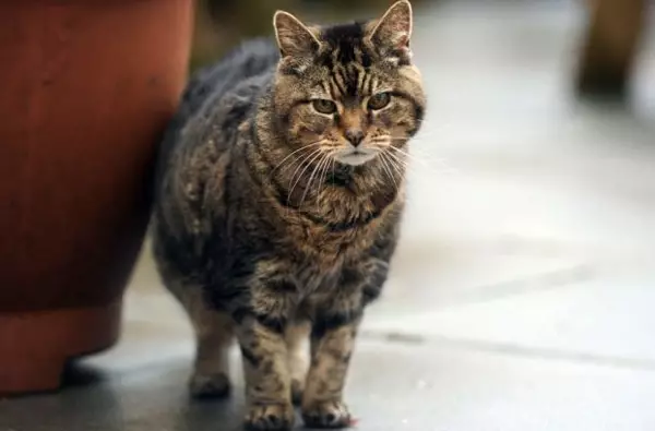 Lucy the Cat, 39 años El título de gato más viejo del mundo pertenece a Lucy de Gales del Sur. El dueño del animal, Bill Thomas, heredó el gato después de la muerte de su madrina María. En un principio, ni siquiera sospechó la edad de su animal, hasta que los conocidos del antiguo dueño informaron que recordaron a este gato la mitad de su vida. Las últimas dudas fueron despejadas por el veterinario, quien confirmó que Lucy es un hígado largo. A los 39 años, siguió cazando ratones en el jardín y defendiendo su territorio.