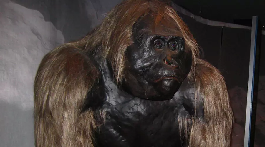 Gigantopithecus Mine evolutsioonile veidi teistmoodi ja me ise võiksime muutuda sellisteks loomadeks. Gigantopithecus kasvas kolme meetri meetriteks, kaaludes alla poole tonni. Nende ahvide elupaigaks olid Hiina ja Vietnami džunglid - võib -olla jäid mõned liigi esindajad ellu, see selgitaks täielikult jeti kohta käivaid legende.