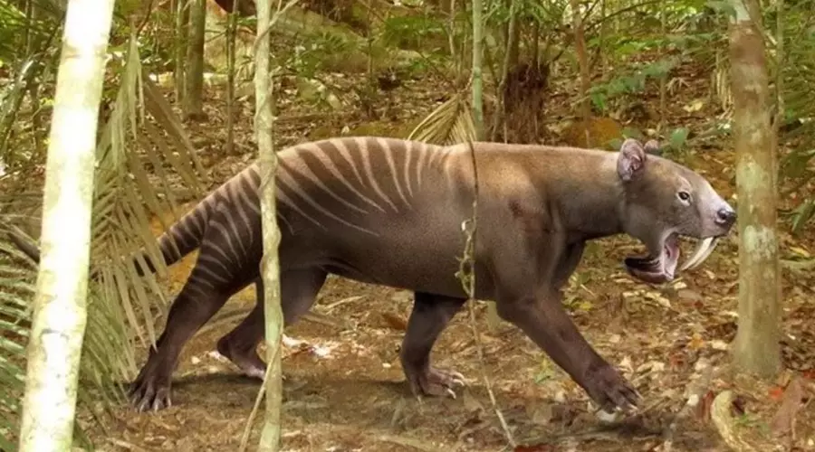 Tilakosmil In buideldier tiger mei sabeare tosken, mei in lang lichem en krêftige poaten. Tilakosmil wie in poerbêste, heul rappe en sterke jager. Kryptozoologen leauwe dat dizze semi-akwatyske rôfdieren earne yn Súd-Amearika noch wurde bewarre: lokale befolking rapporteart sa no en dan moetingen mei frjemde, net katachtige bisten.