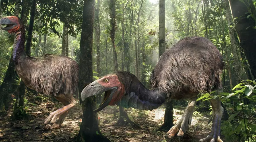 Aves fororakosovy Durante el Mioceno, las aves rapaces de la familia Fororakos dominaron la pelota en América del Sur. No sabían volar, pero pesaban media tonelada y podían matar a sus presas con un solo golpe de pico de un metro de largo.