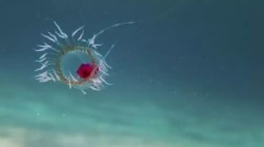 Immortal Jellyfish Sa pagkab-ot sa pagkahamtong, ang Turritopsis Nutricula mopuyo sa ilawom ug mahimo’g usa ka polyp nga natabunan sa cuticle. Paglabay sa panahon, nanggawas ang jellyfish gikan niini. Ang pagkasakit ug edad wala alang sa kini nga mga binuhat - molubog lang sila sa ubus ug sublion ang siklo. Sa teyorya, kini mga imortal nga binuhat, usa ra ka manunukob ang makapatay kanila.