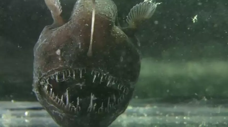 European Angler Fish Finned Creepy! De lever på mycket djupa djup och ser ut som om utomjordingarna inte försökte särskilt mycket att dölja sitt utomjordiska ursprung. Sportfiskare lockar sitt byte med en konstig tillväxt som lyser tack vare självlysande bakterier. Vet du hur de reproducerar sig? Hanen håller fast vid honan med sina tänder, och hon börjar gradvis absorbera hans kropp tills bara testiklarna återstår. Av dessa bär honan därefter en ny ängsfisk.