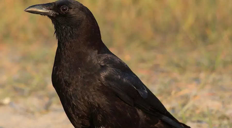 Raven Incrivelmente, corvos, gralhas e gralhas têm quase o mesmo nível de inteligência que os grandes macacos. Os cientistas ainda não conseguem descobrir como o cérebro do passarinho toma decisões. Os corvos são capazes de usar combinações lógicas complexas e até criar suas próprias ferramentas para obter comida quando necessário.