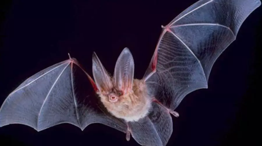 Fliedermaus Evolutioun? Wéi kéint d'Evolutioun zu der Entwécklung vu blannen Déieren mat Echolokaliséierung féieren! E puer vun de gréisste Aarte vu Fliedermais liewen bis zu drësseg Joer al a bilden wirklech Abléck aus dem soziale Liewen. Si kommunizéieren matenee bal iwwer philosophesch Themen!