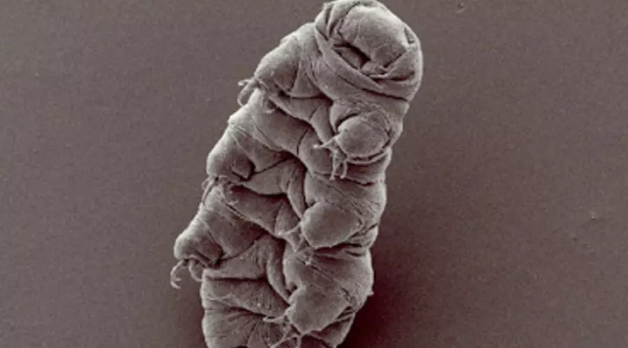 Tardigrades Dëst si wierklech e puer vun den erstaunlechste Kreaturen op der Äerd. Als éischt sinn Tardigraden onstierflech. Zweetens iwwerliewe si souguer am Raum. Wëssenschaftler hunn Tardigraden an der Mariana Trench fonnt - obwuel wat maache se do?