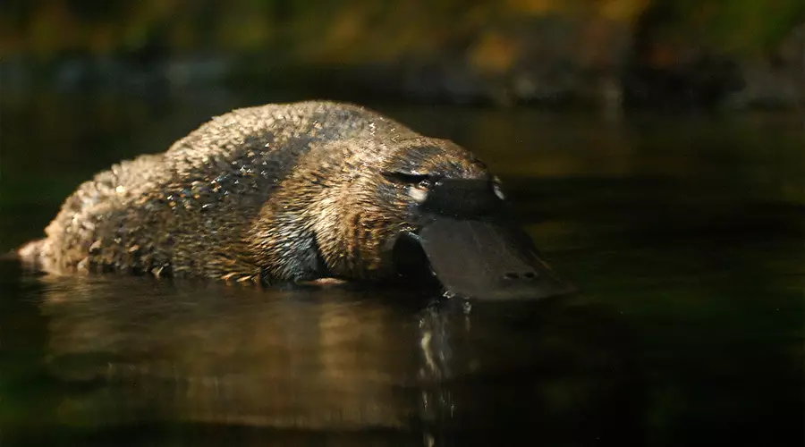 Platypus के तपाइँ एक Platypus देख्नुभएको छ? यो एक बच्चा द्वारा बनाईएको कोलाज जस्तो देखिन्छ। बीभर पुच्छर, बतख को चोंच र खुट्टा, otter फर - platypus! ओह, र आउनुहोस् उनीहरुको पछिल्लो खुट्टा मा विषालु spurs बिर्सनुहुन्न। के यो प्राणी एक स्थलीय जनावर जस्तै देखिन्छ?