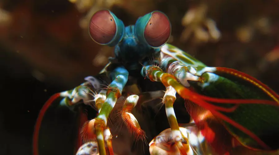 Camarão mantis Para começar, a casca do camarão mantis é tão forte que os cientistas agora tentam criar um material artificial a partir dela - que será usado na produção de aeronaves de nova geração. O minúsculo camarão mantis sem dúvida ataca uma pessoa, o impacto de suas pernas é comparável ao de uma bala de calibre 22. Algumas pessoas cometem um grande erro ao tentar manter esses bebês em um aquário - o camarão mantis é capaz de perfurar vidros de quase qualquer espessura.