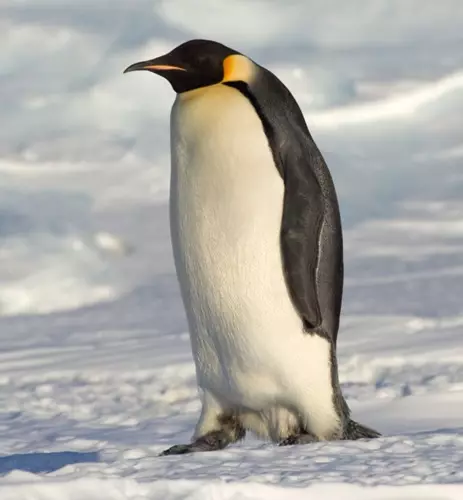 Penguins Denkt Dir datt Pinguine komesch, awer langweileg Kreaturen sinn? Vergeblech. Biologen hu just viru kuerzem gemierkt wéi eenzegaarteg an ongewéinlech den Organismus vun dëse Villercher ass. D'Tatsaach ass datt tëscht den Ae vun de Pinguine eng speziell Uergel ass, déi déngt fir Mierwaasser ze desalinéieren!