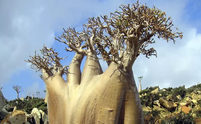 Un alt semn distinctiv al insulei este „sticla sau adeniul obez”. De asemenea, pe Socotra, un castravete, copaci parfumați din familia Burzer și mai multe tipuri de aloe sunt comune.