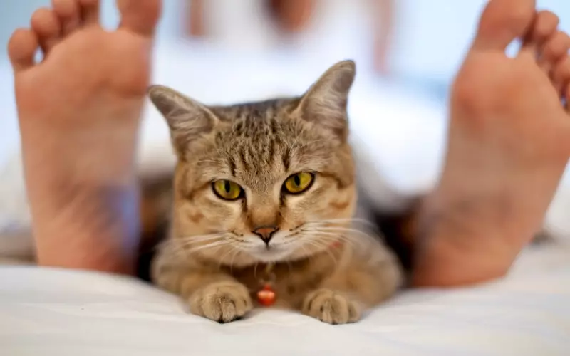 Eliminar mascotas do dormitorio Os estudos demostraron que os propietarios de gatos que pecharon as súas mascotas no dormitorio son moito menos propensos a desenvolver alerxias a eles. Entón, se non podes manter á túa mascota fóra da casa, polo menos mantela afastada do dormitorio e doutras zonas da casa onde pases moito tempo.