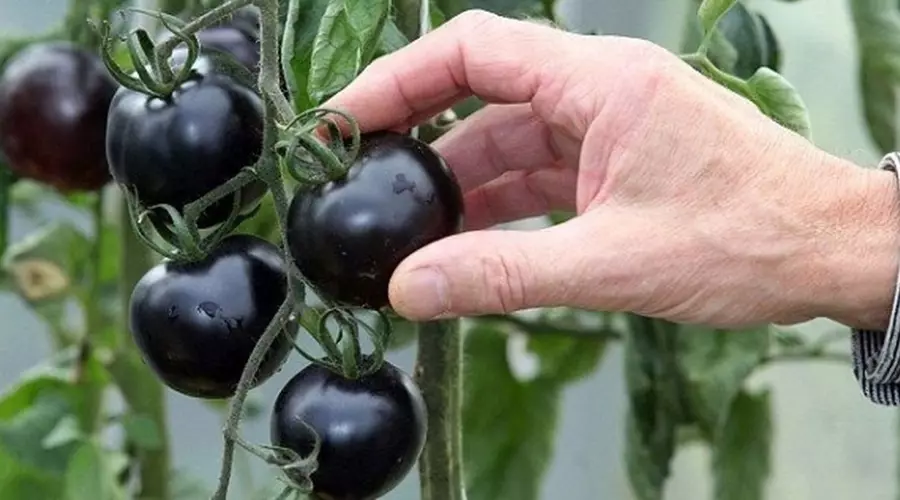 Gara pomidor Gyzyl bilen edil birmeňzeş - diňe gara. Pomidorlaryň aýratyn görnüşi has baý tagamly, ýöne seýrek ösdürilip ýetişdirilýär, sebäbi adamlar adaty reňklere gaty ynamsyz.